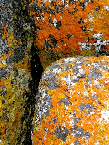 Lichen Rocks - Tracey Croke